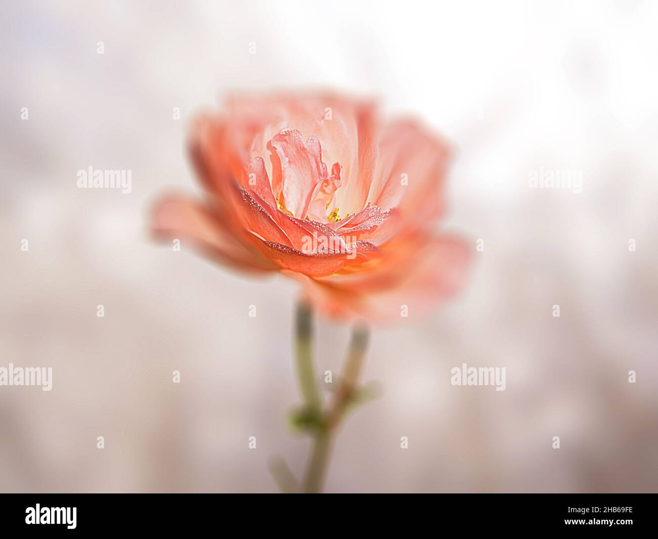 Pictures of beautiful multi-colored roses, background, wallpaper ...