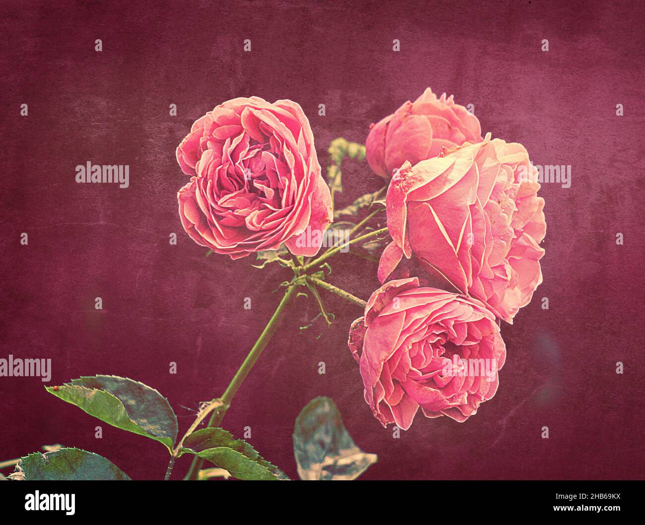 Pictures of beautiful multi-colored roses, background, wallpaper ...