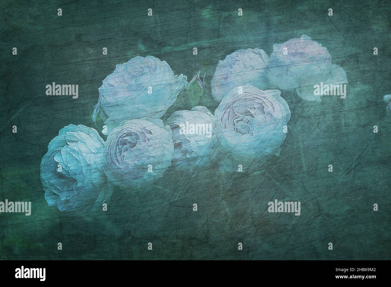 Pictures of beautiful multi-colored roses, background, wallpaper ...