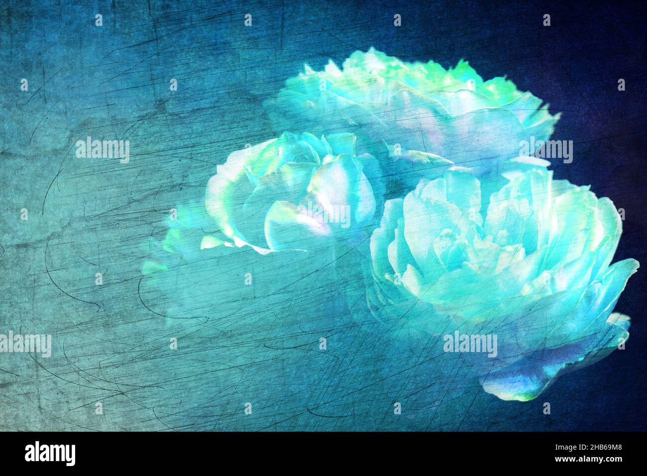 Pictures of beautiful multi-colored roses, background, wallpaper ...