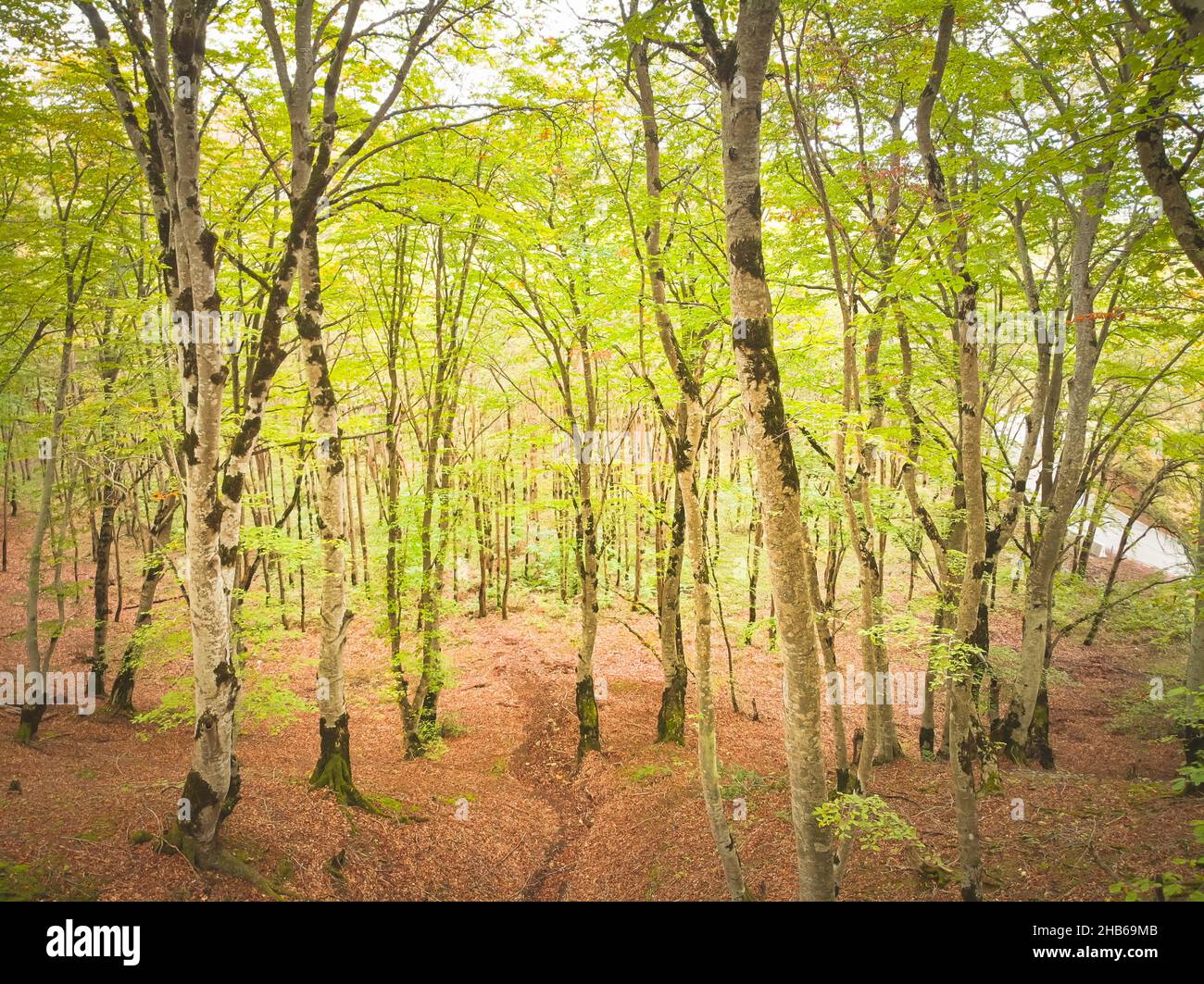 Many trees with green leafs in Sabaduri forest in october, Tbilisi ...