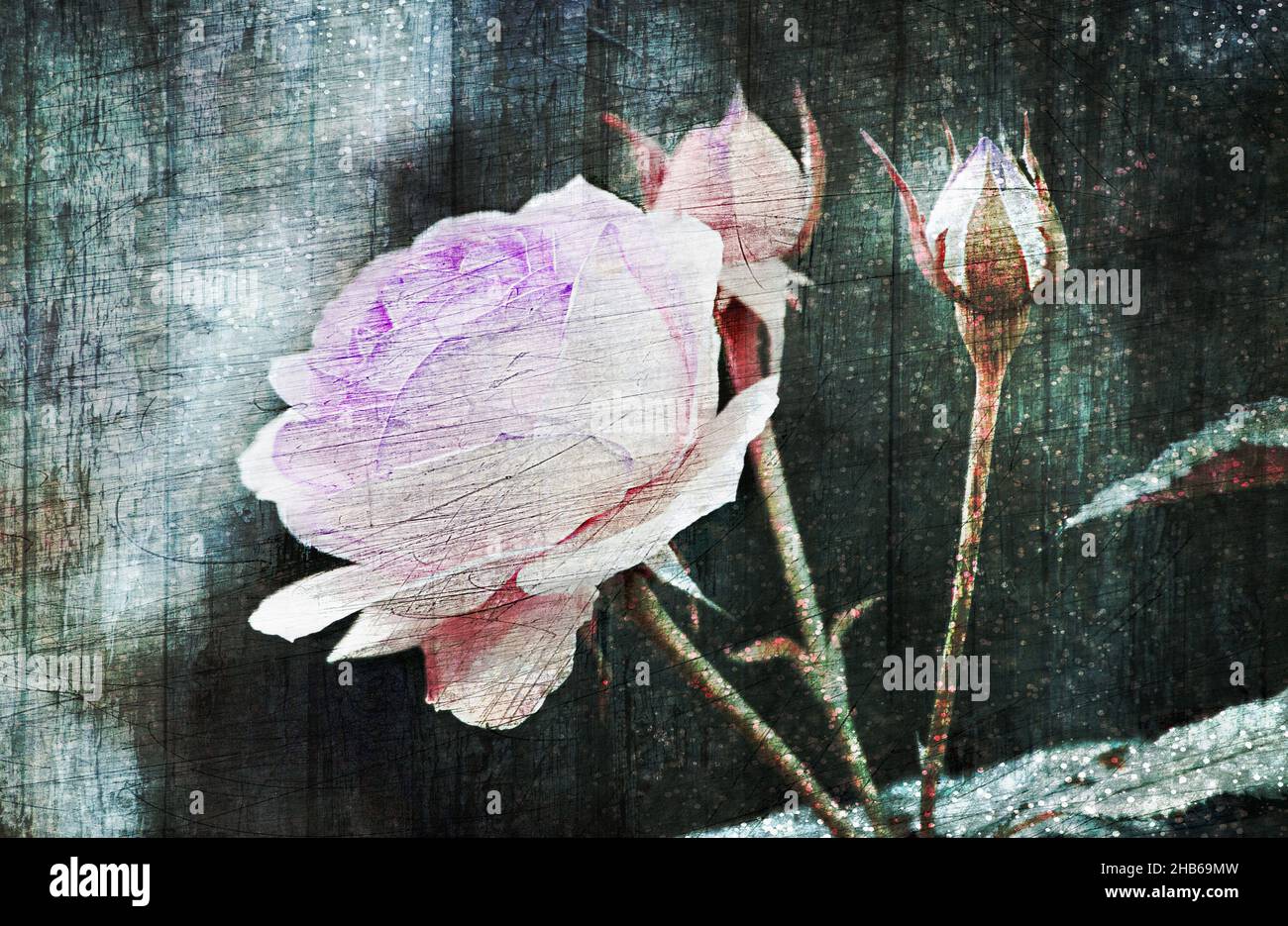 Pictures of beautiful multi-colored roses, background, wallpaper ...