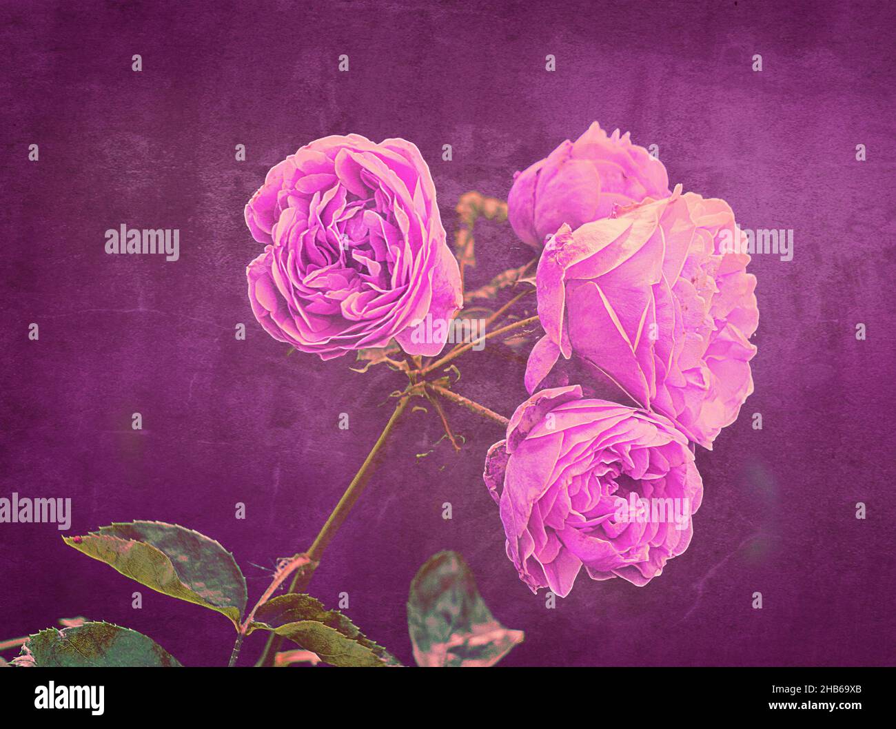 Pictures of beautiful multi-colored roses, background, wallpaper ...