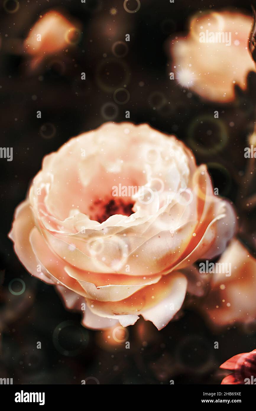 Pictures of beautiful multi-colored roses, background, wallpaper ...