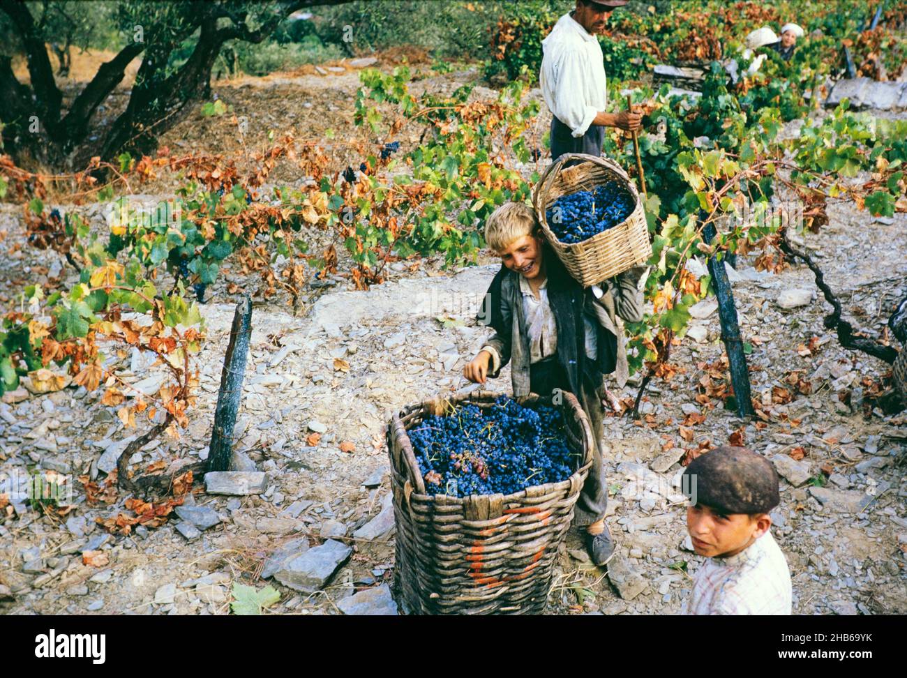 A series of images about port wine production in Portugal c 1960 - a ...