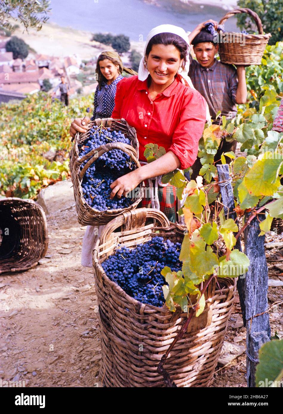 A series of images about port wine production in Portugal c 1960 -people harvesting grapes in ...