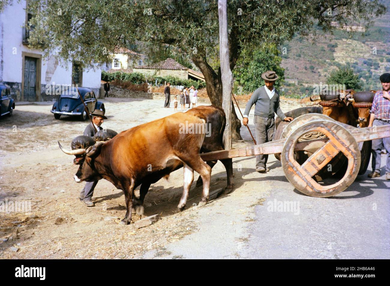 A series of images about port wine production in Portugal c 1960 ...