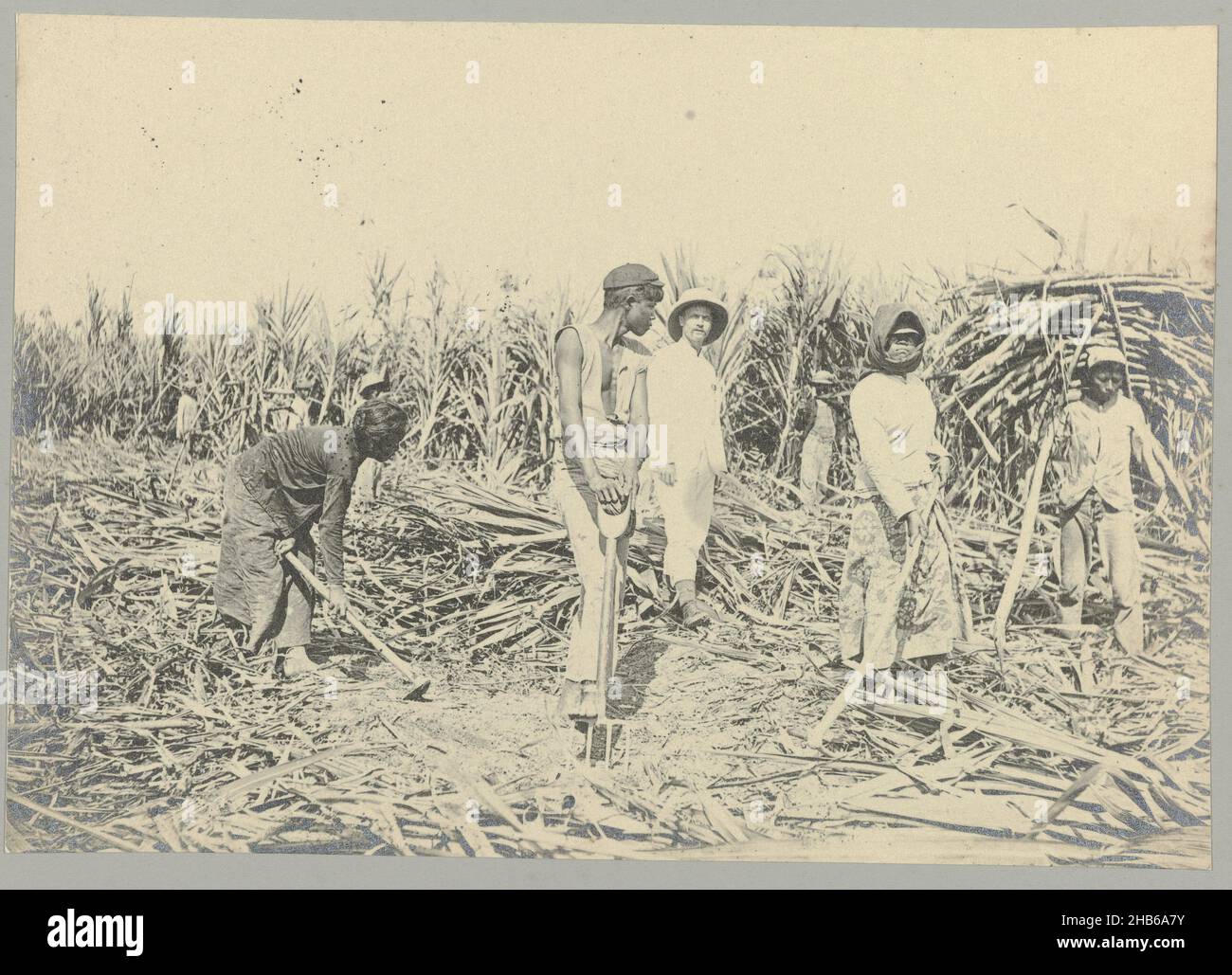 Sugar cane field workers hi-res stock photography and images - Alamy