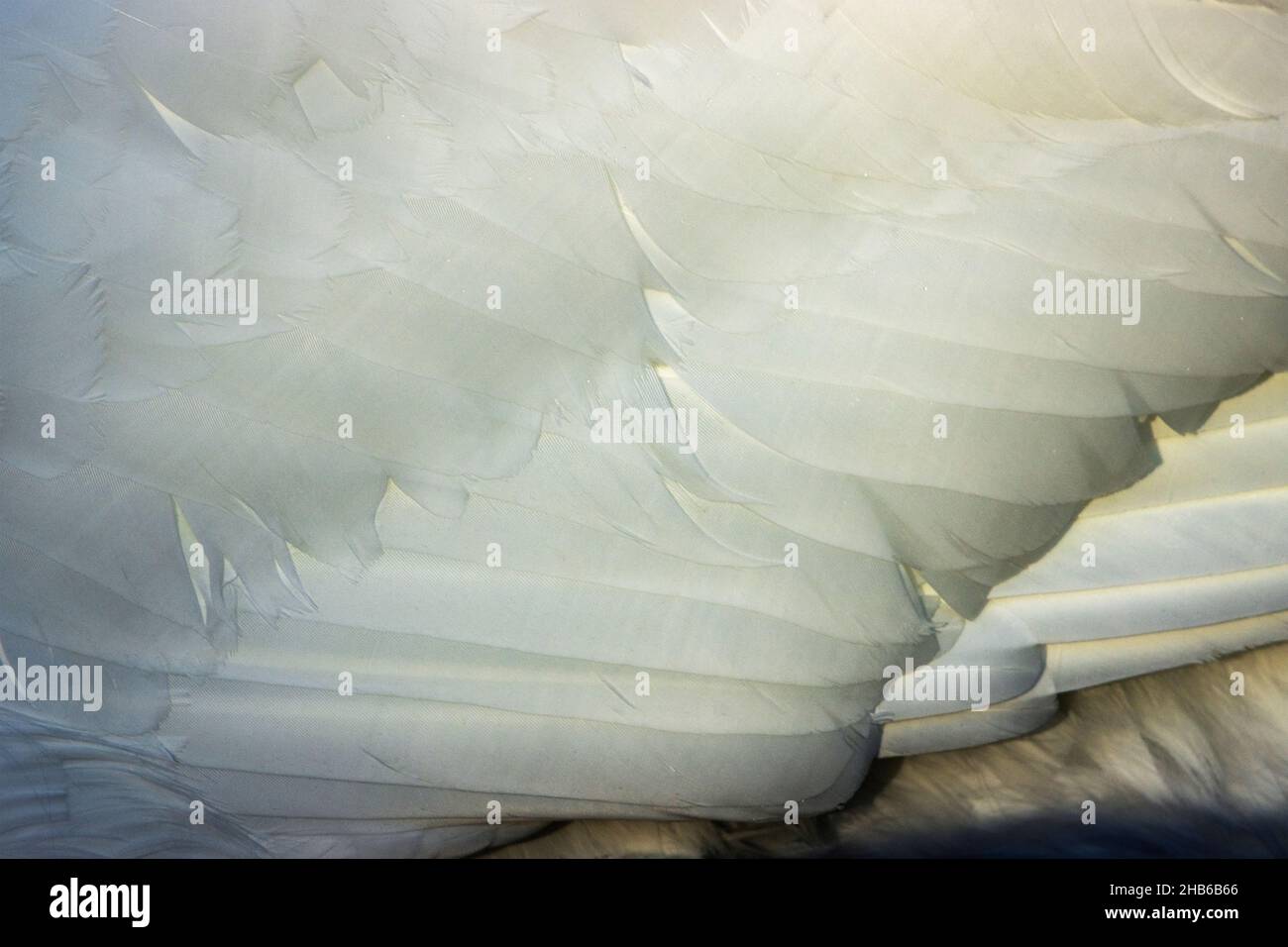 Large dabbling swan hi-res stock photography and images - Alamy