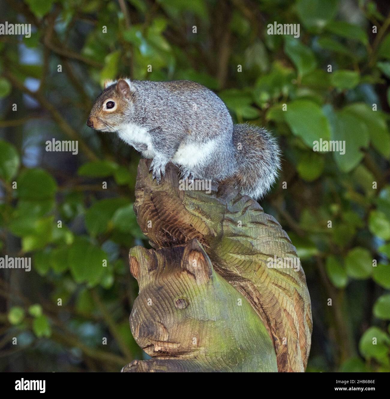 A Grey Squirrel poses on top of a wood carving of a Red squirrel. The ...