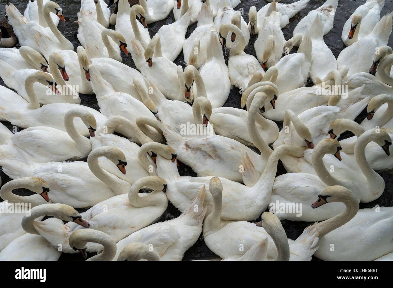 A Bunch of Hungry Swans Stock Photo - Alamy