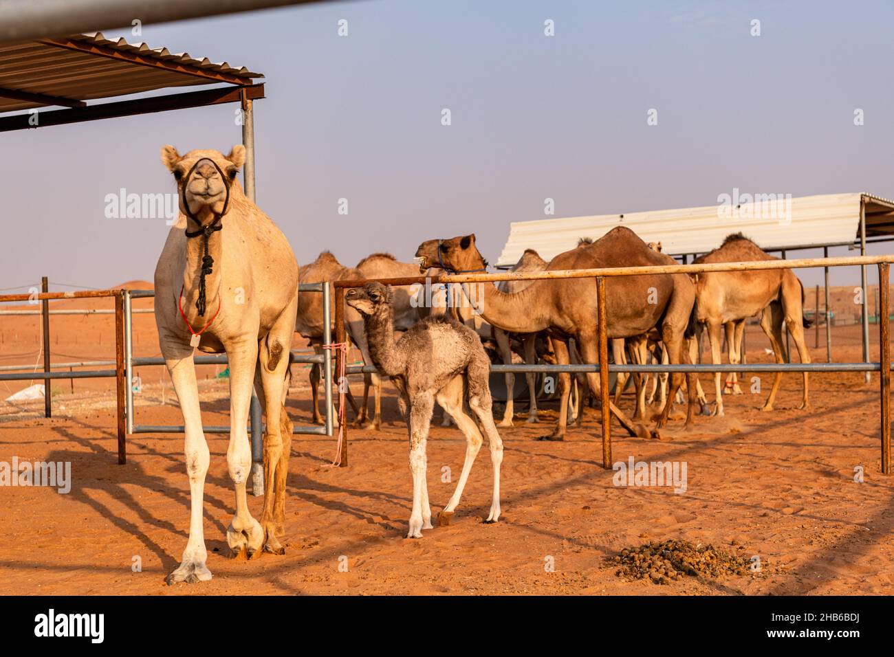 AL AIN, UNITED ARAB EMIRATES - Oct 13, 2021: An Emirati owner visiting ...