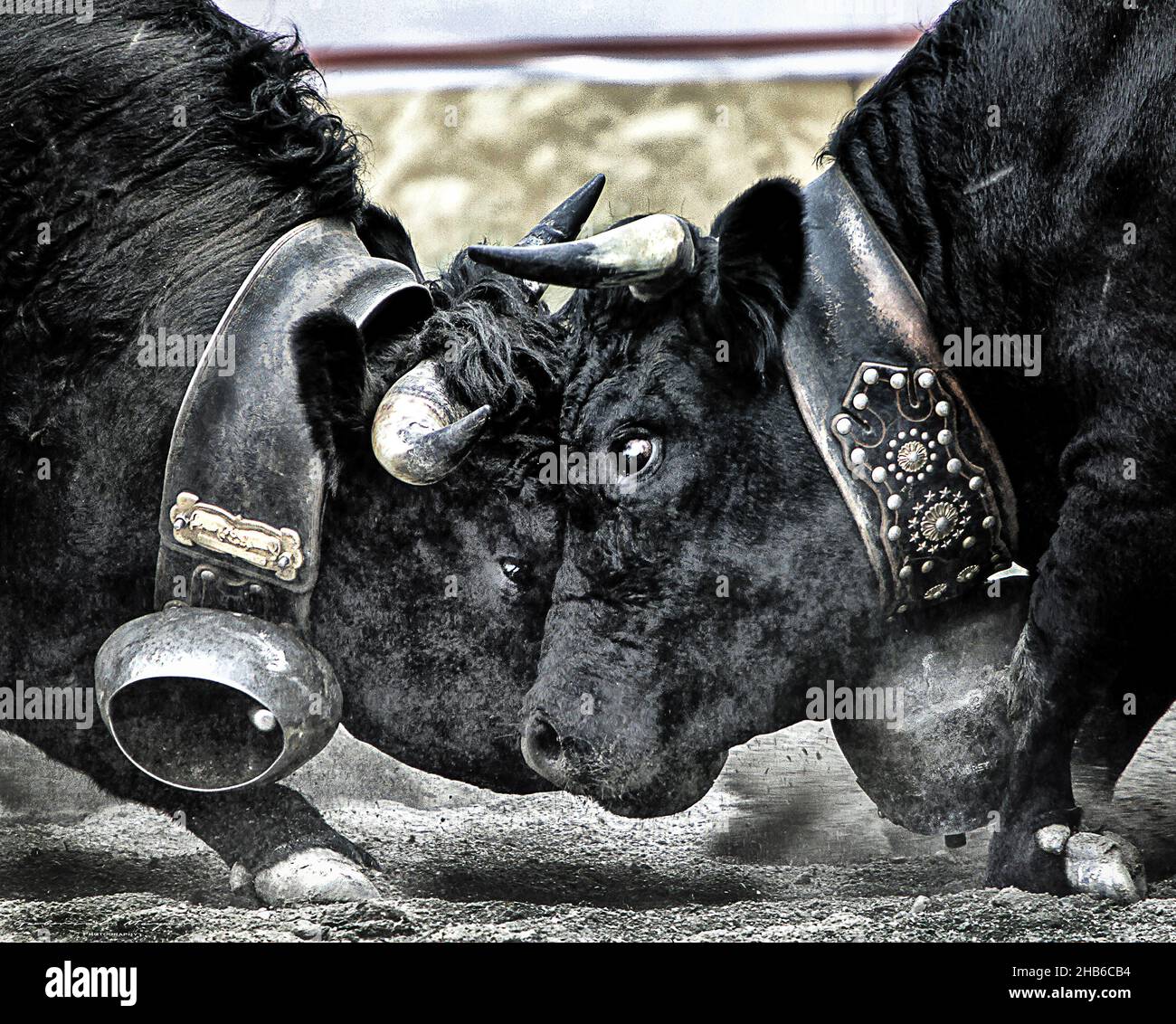 Two bulls fight other hi-res stock photography and images - Alamy
