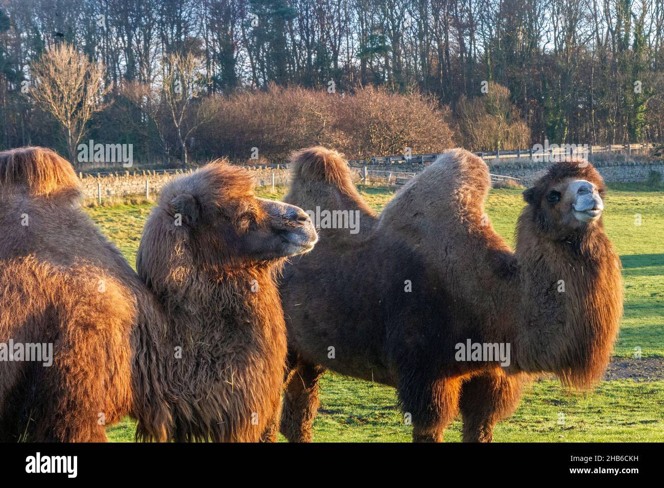 Two hump camels hi-res stock photography and images - Alamy