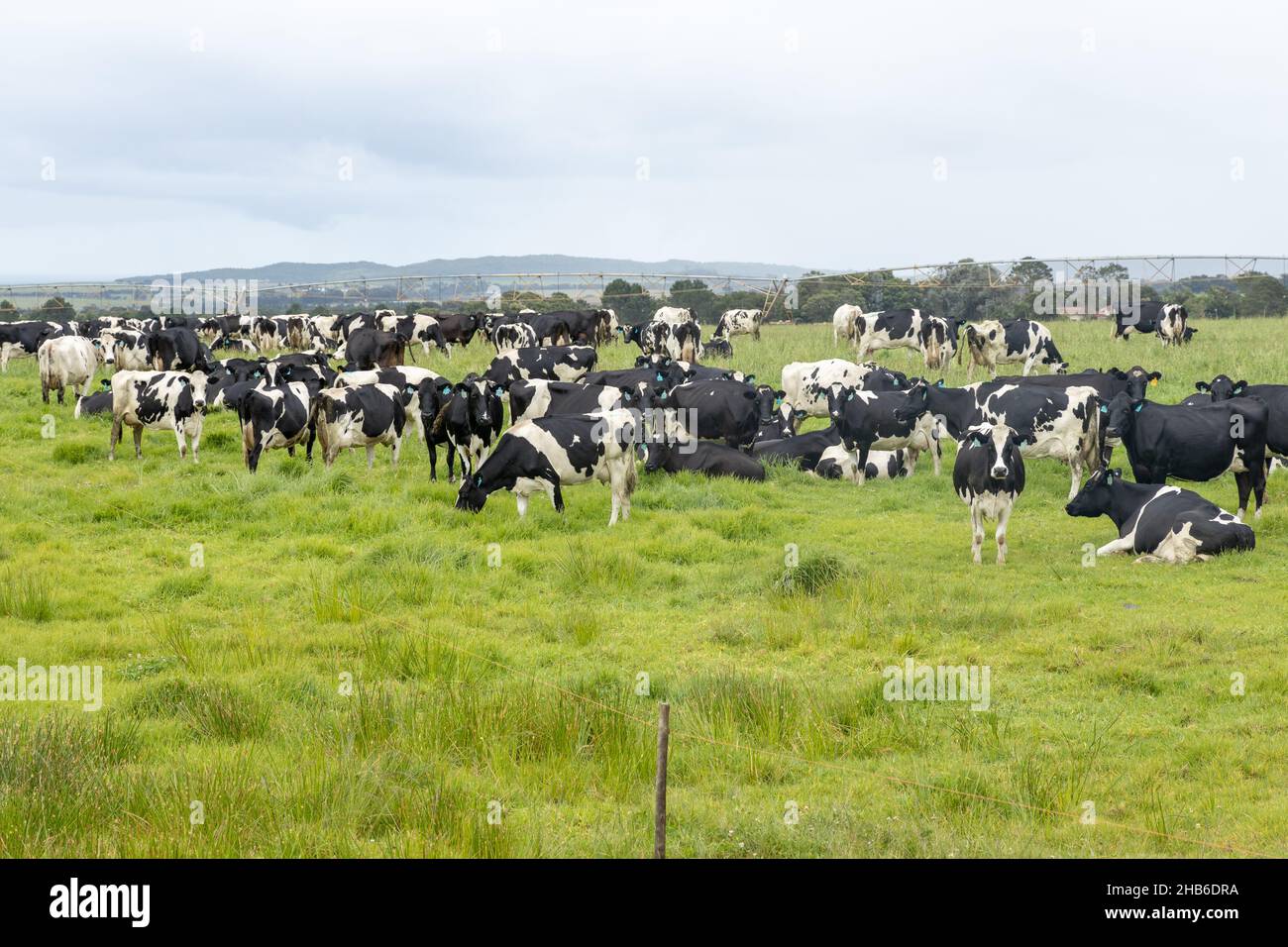 Dairy cattle on an irrigated pasture with irrigation pivot visible in ...