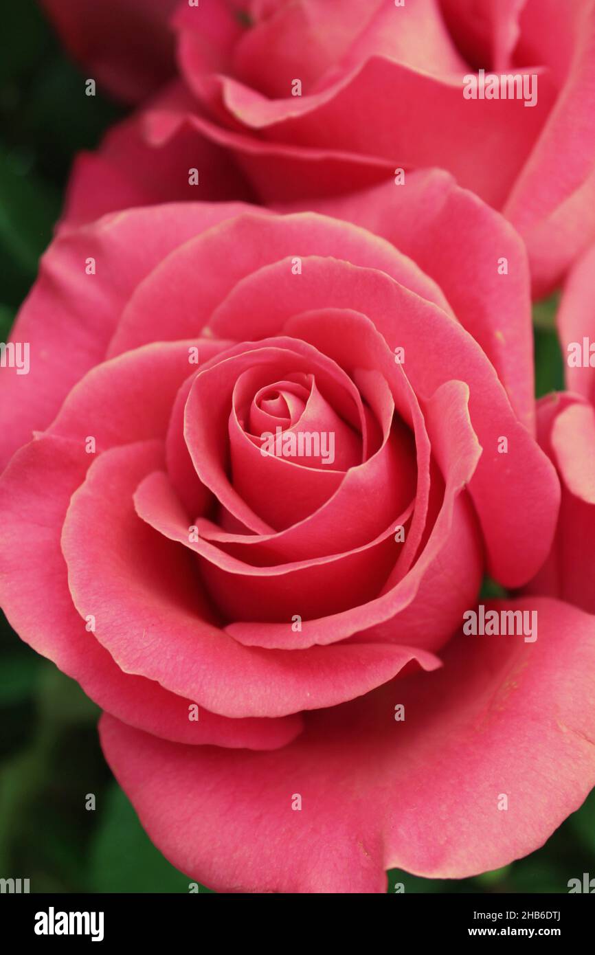 Beautiful bouquet of bright red roses in full bloom Stock Photo - Alamy