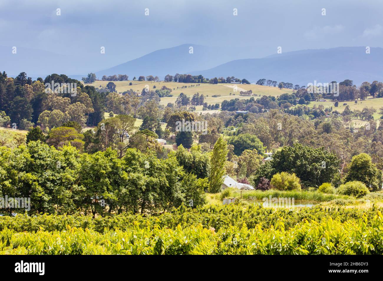 Fresh Cherries in Orchard in Australia Stock Photo - Alamy
