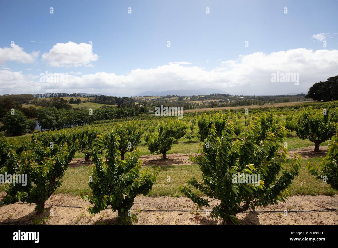 An orchard with rows of cherry trees in netting in Coldstream, Victoria ...