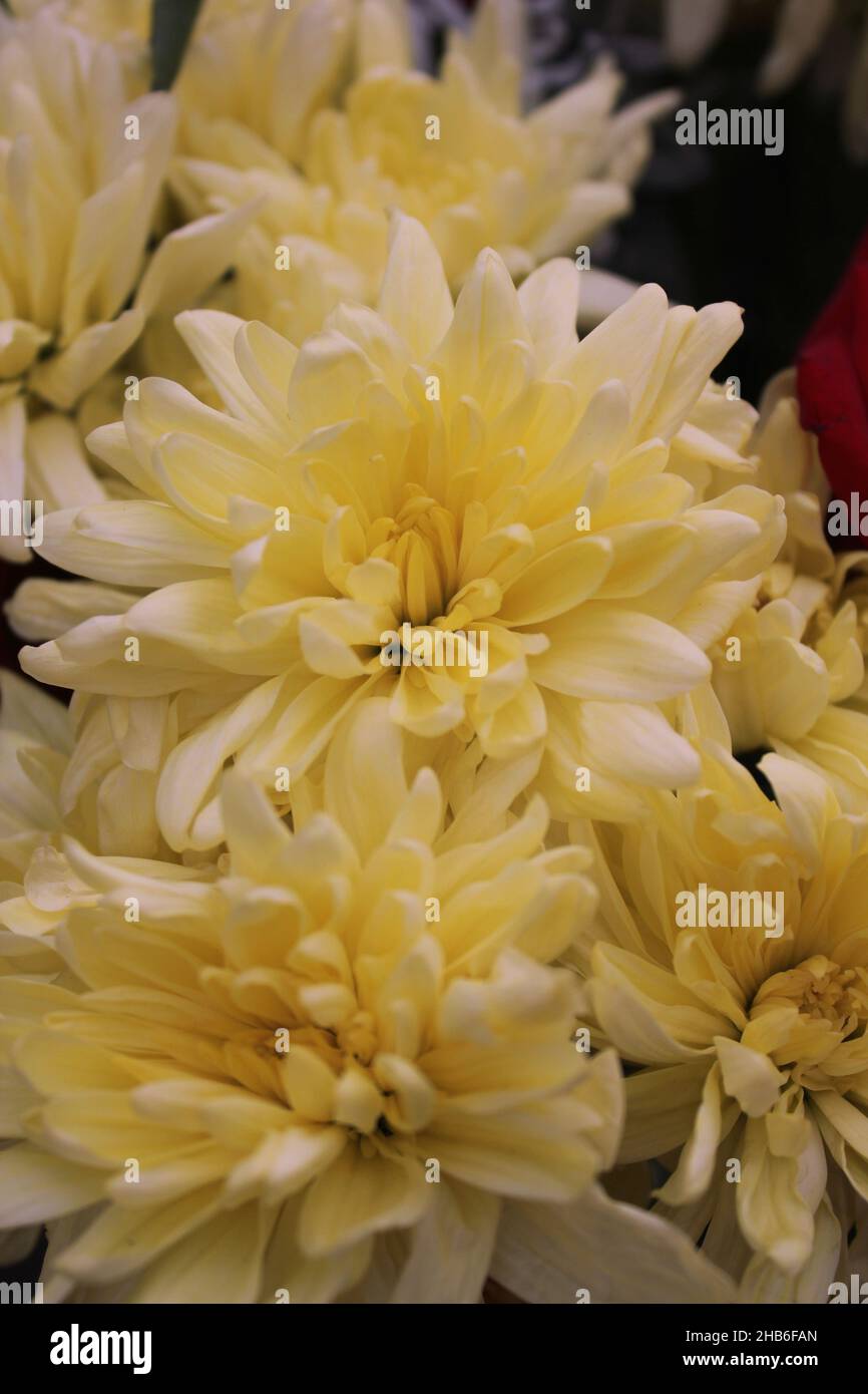 Closeup of a beautiful bouquet of fresh bright yellow chrysanthemums ...