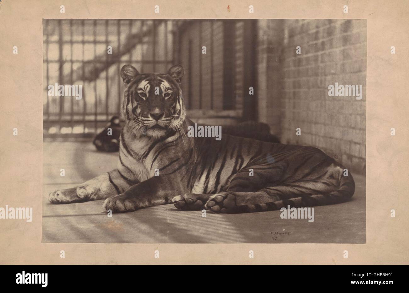 Tiger in a zoo, Thomas James Dixon (mentioned on object), c. 1880 ...