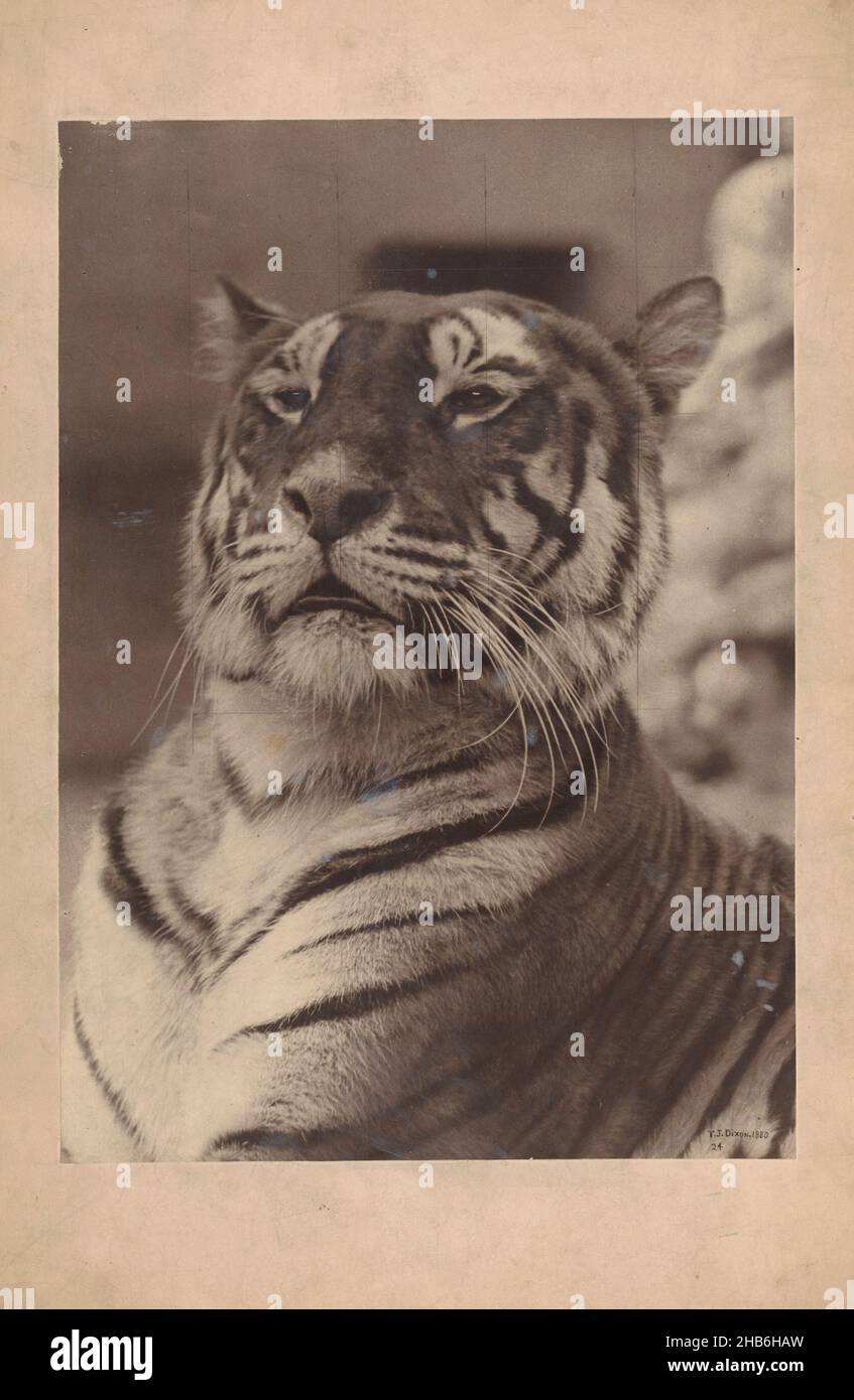 Tiger, Thomas James Dixon (mentioned on object), c. 1880, cardboard ...