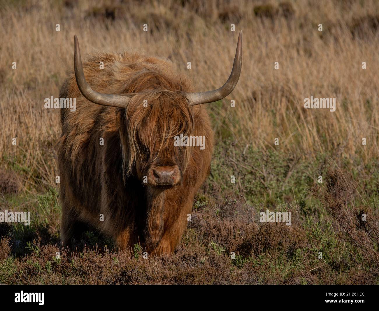 Highland cattle on mull hi-res stock photography and images - Alamy