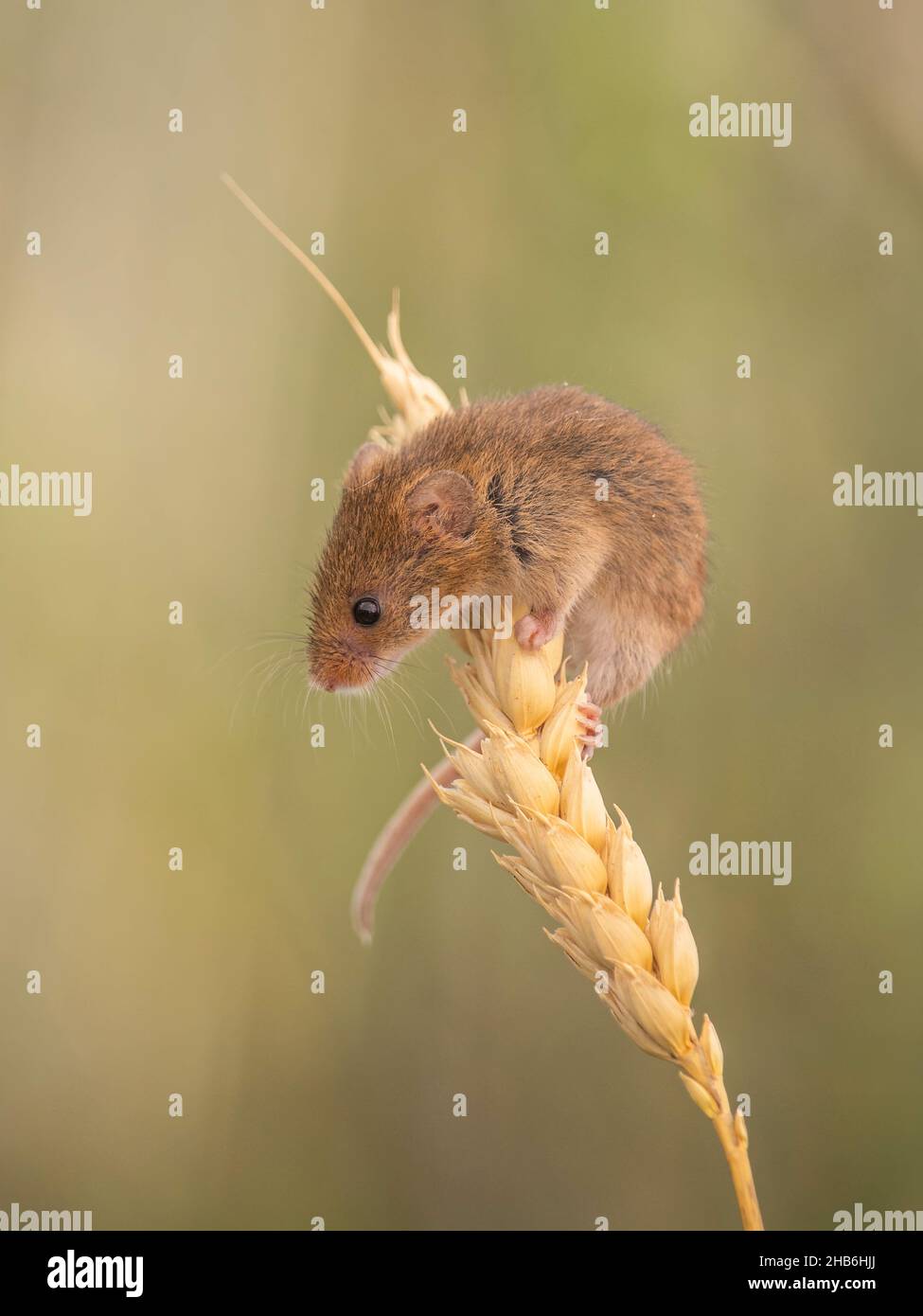 Vertical closeup of the harvest mouse on a piece of corn. Cornwall ...