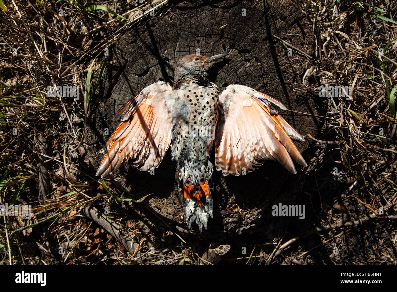 Top view shot of a dead bird lying on a trunk of a tree Stock Photo - Alamy