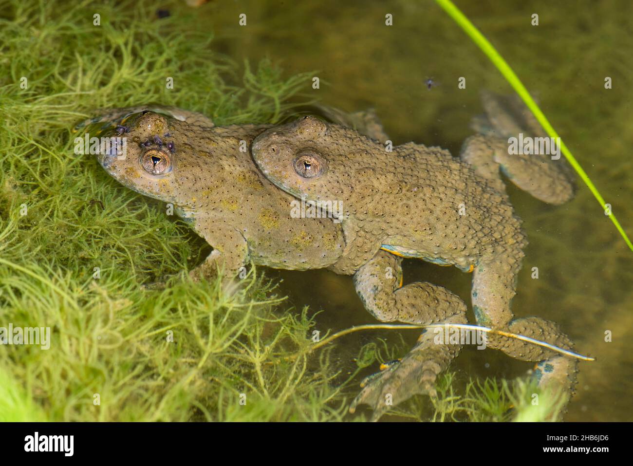yellow-bellied toad, yellowbelly toad, variegated fire-toad (Bombina ...