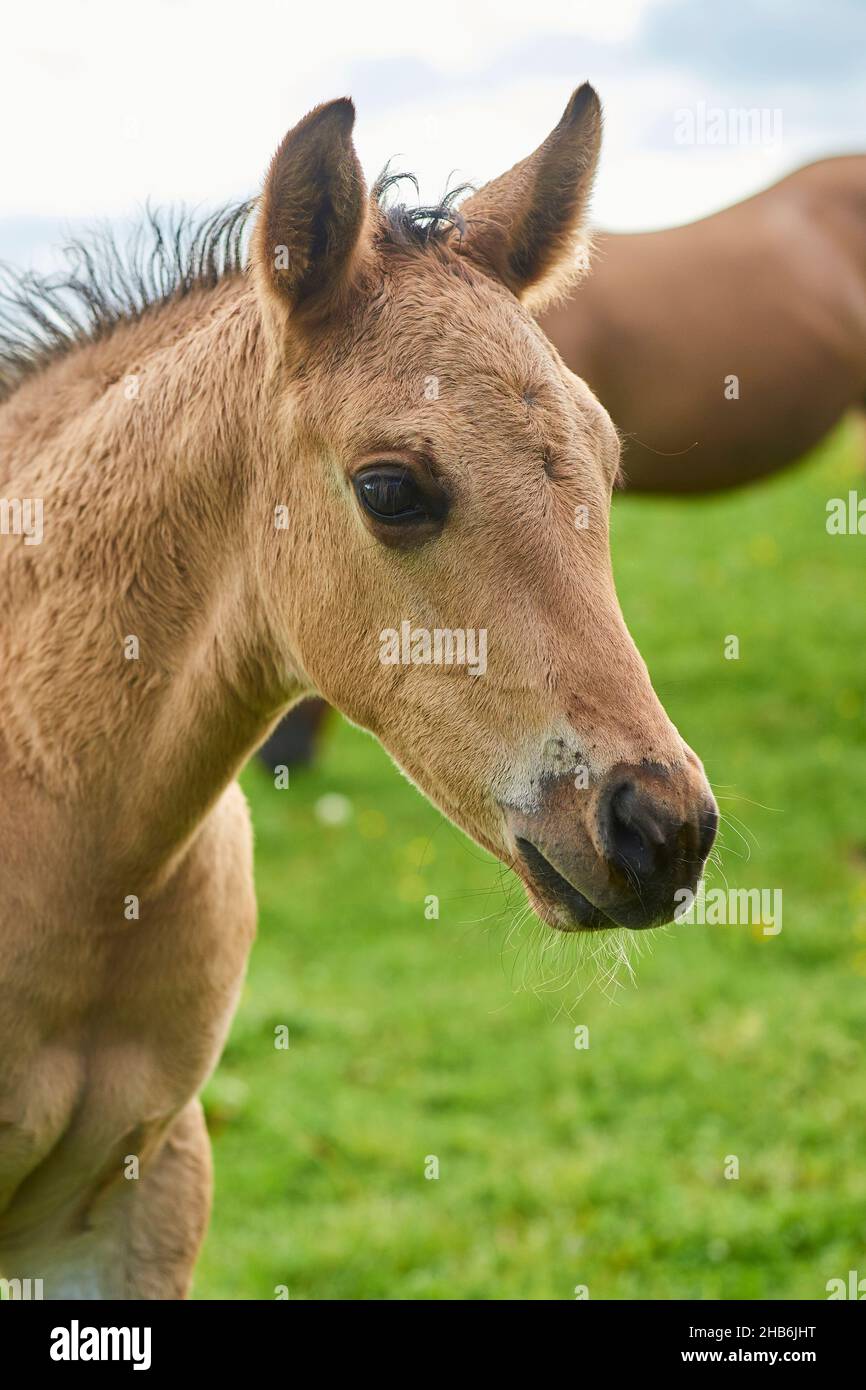 American Quarter Horse (Equus przewalskii f. caballus), Portrait of a ...