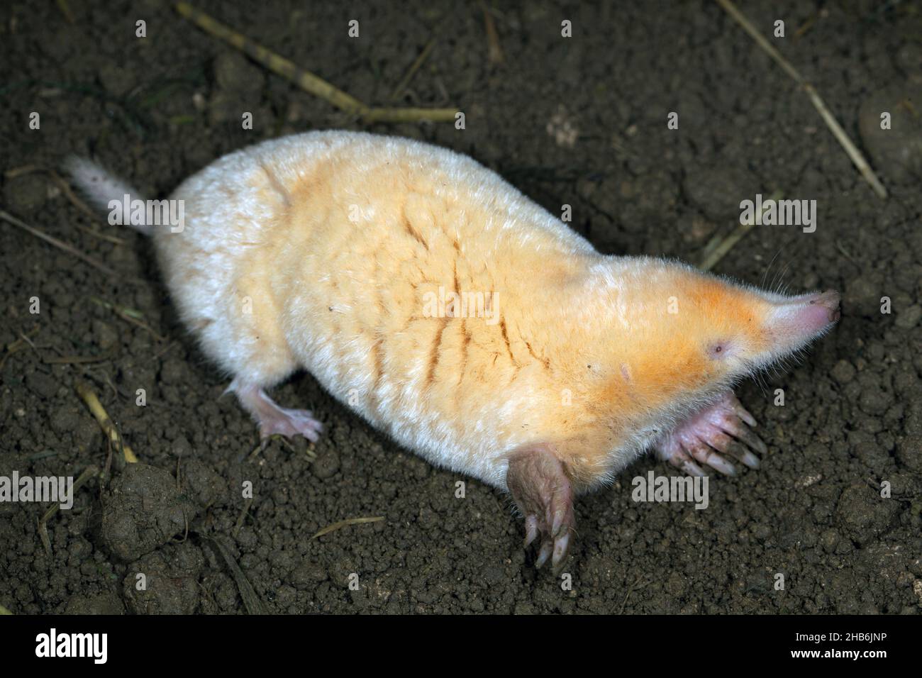 European mole, Common mole, Northern mole (Talpa europaea), albino ...