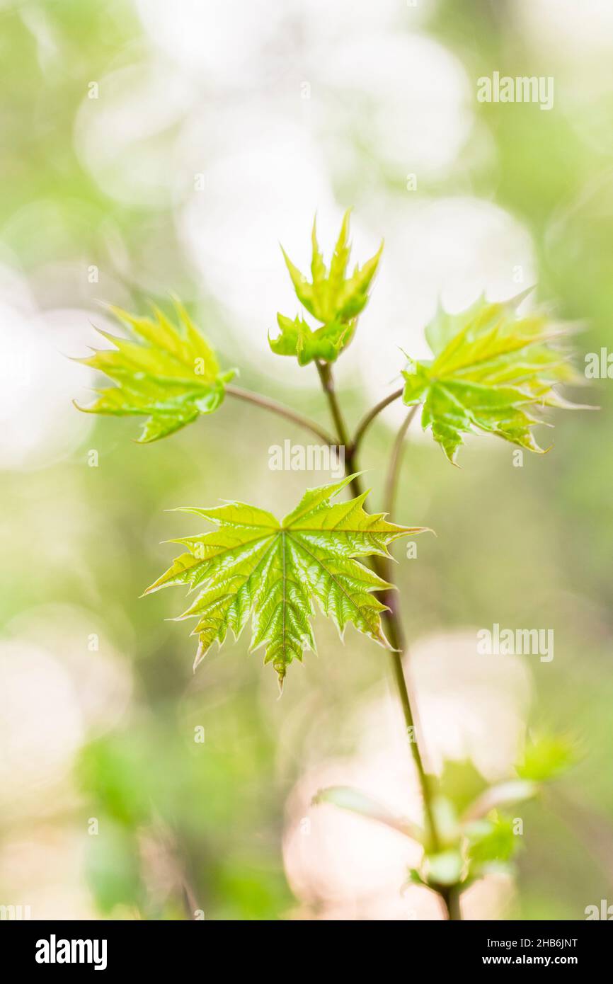 Norway maple (Acer platanoides), young twig, Germany, Thueringen ...