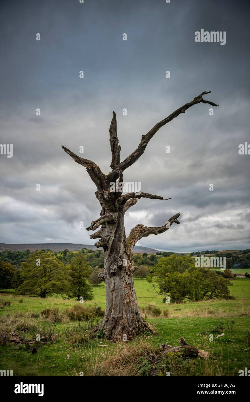 Creepy Dead Tree Art