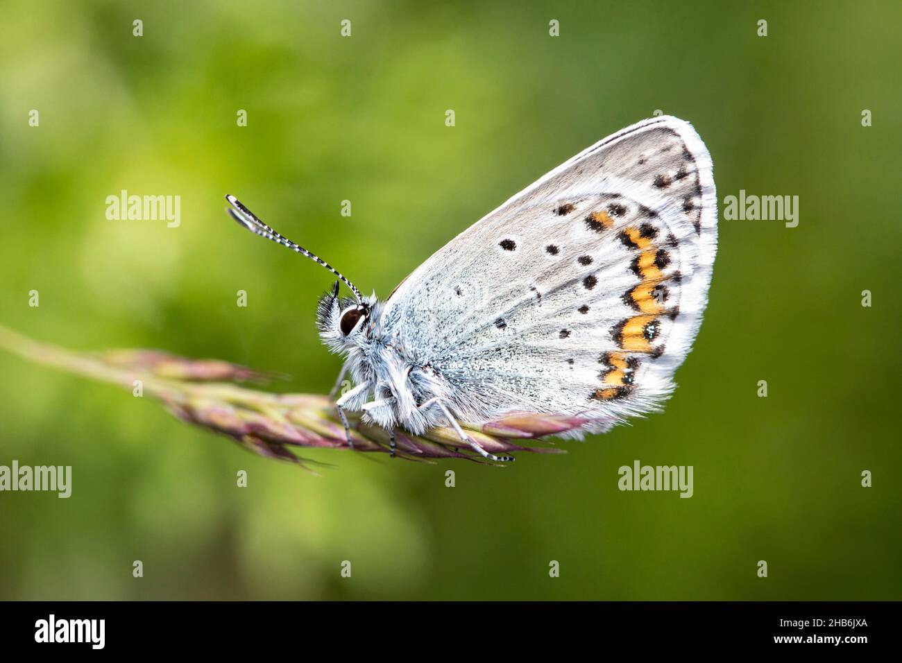 Silver-studded blue (Plebejus argus, Plebeius argus), sits on a grass ...