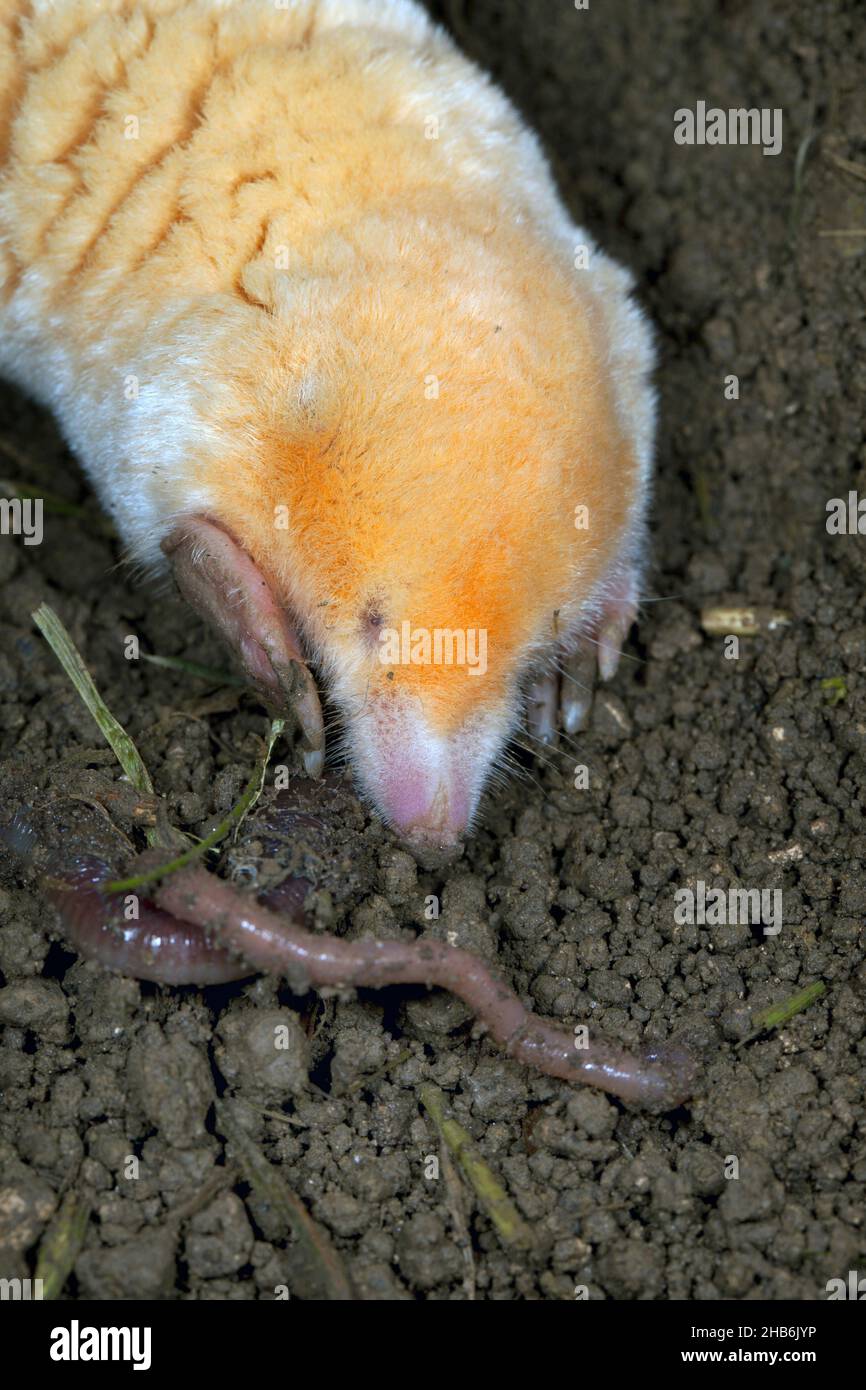 European mole, Common mole, Northern mole (Talpa europaea), albino ...