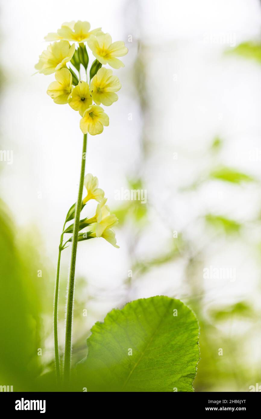 True oxlip (Primula elatior), blooming oxlip, Germany, Thueringen ...