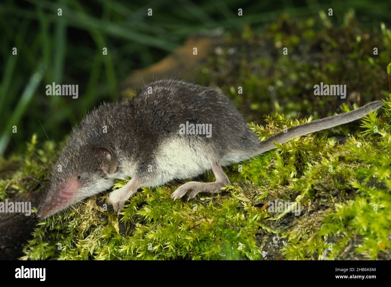 bicoloured white-toothed shrew (Crocidura leucodon), on moss, Germany ...