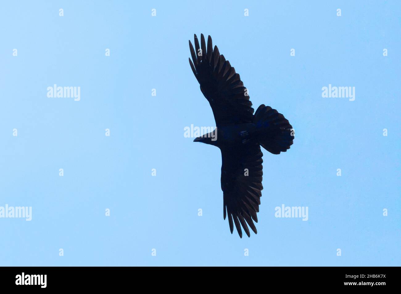 Common raven in full flight hi-res stock photography and images - Alamy