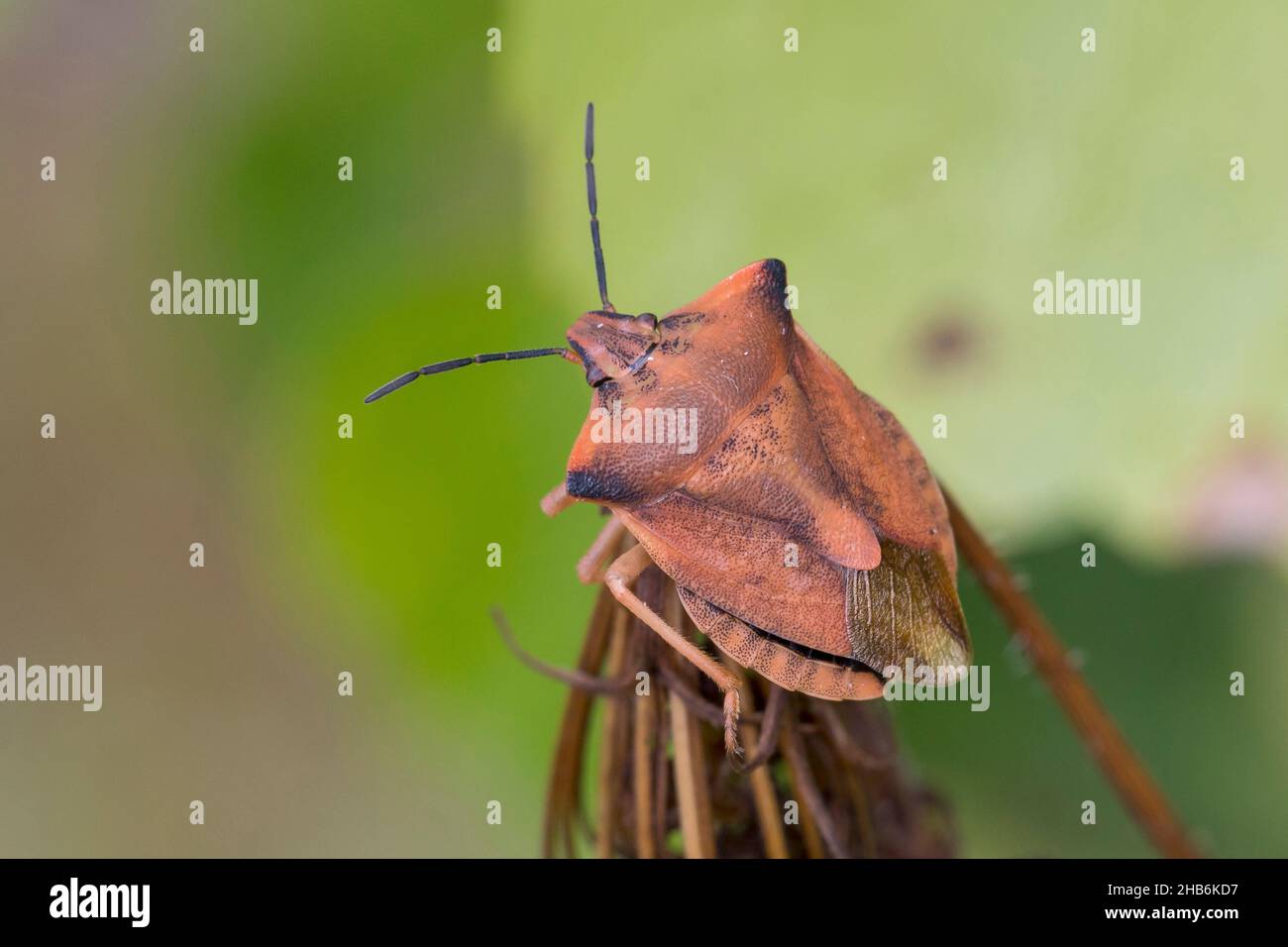 Red shield bug, Skull shield-bug (Carpocoris fuscispinus, Carpocoris ...