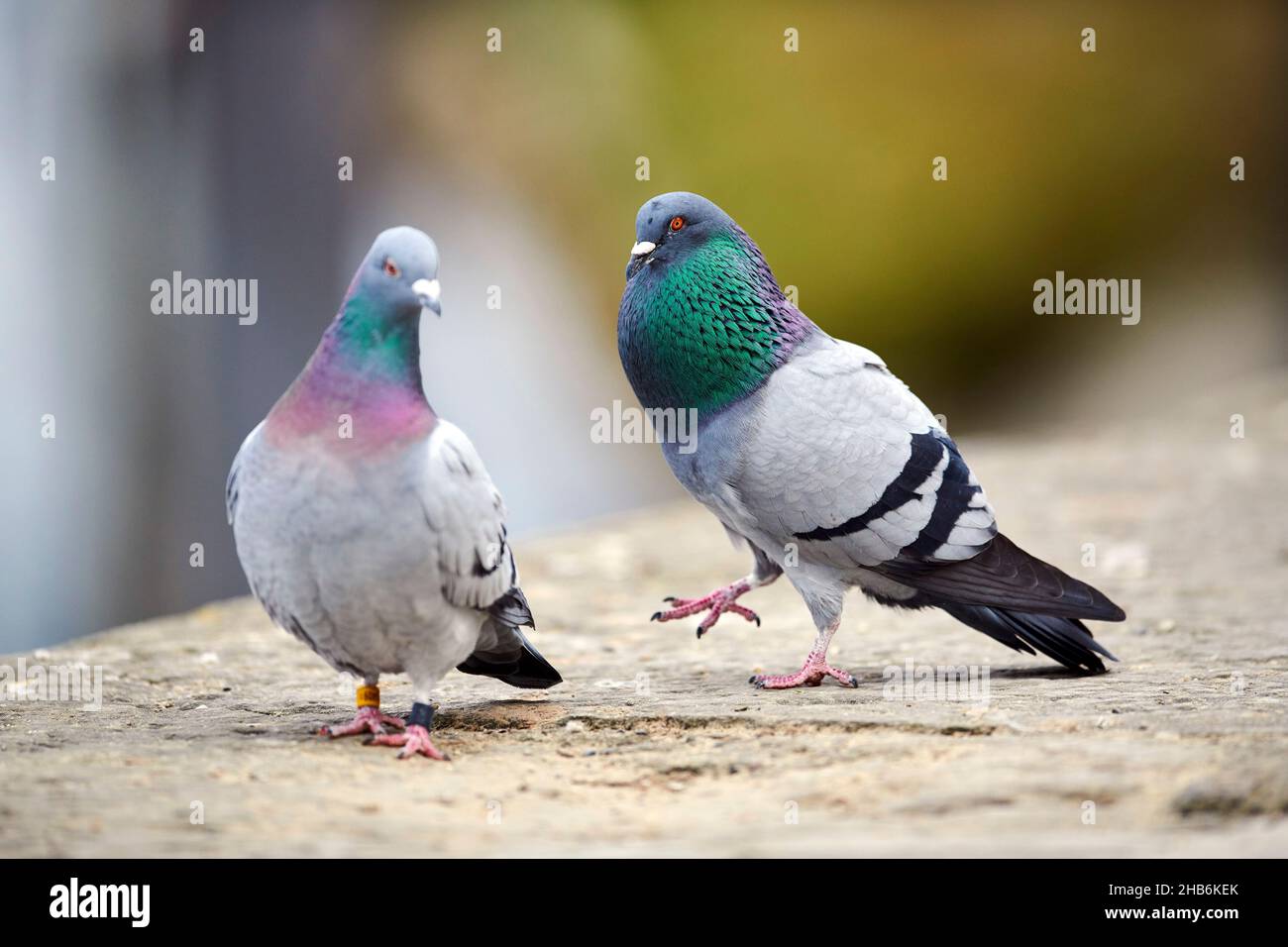 domestic pigeon, feral pigeon (Columba livia f. domestica), Two pigeons ...