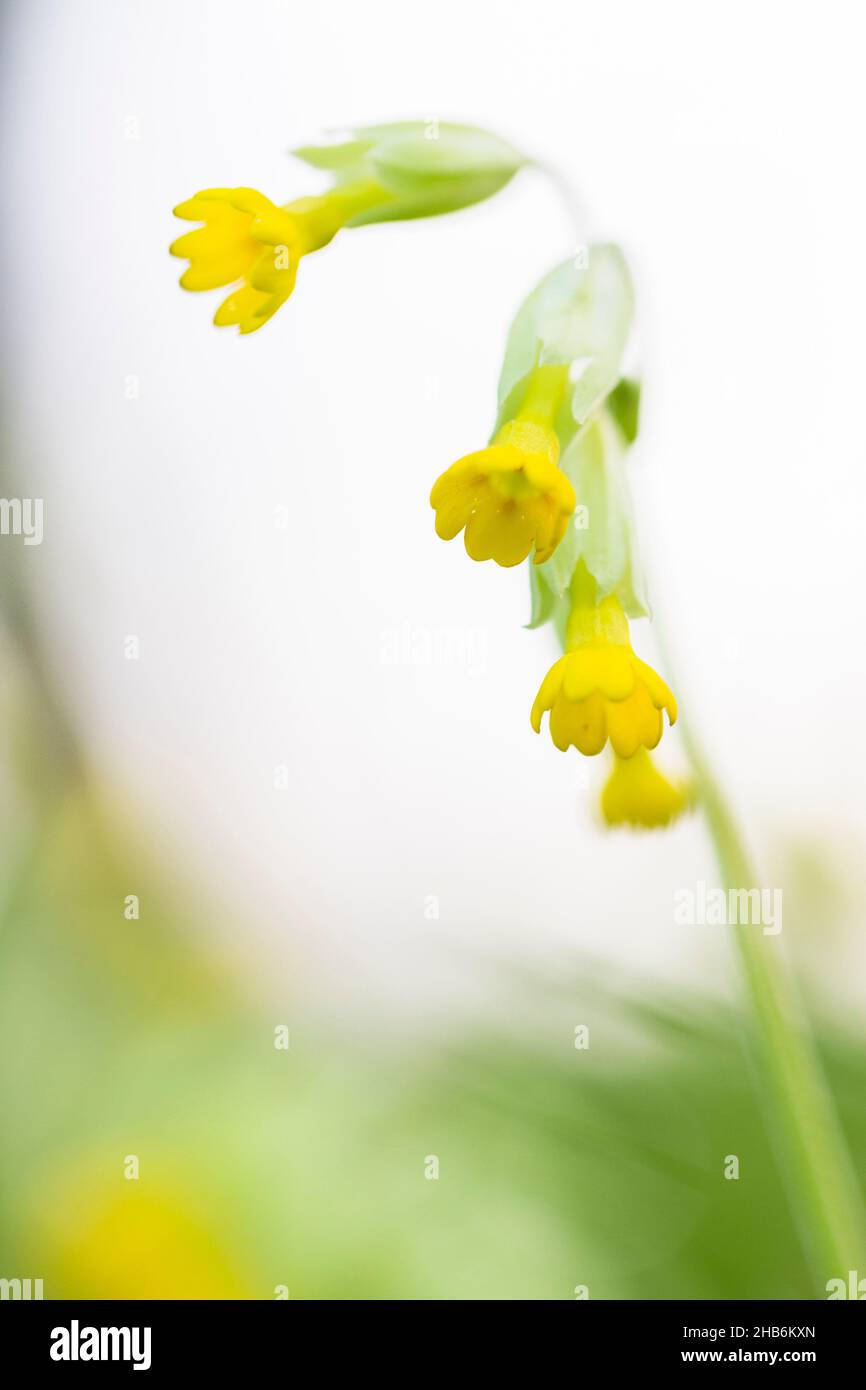 Cowslip, Common cowslip, Cowslip primrose (Primula veris, Primula ...