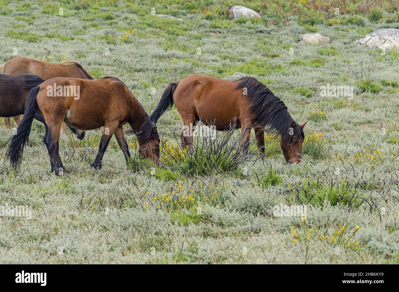 Scenery of Garrano endangered wild horses in northern Portugal Stock ...