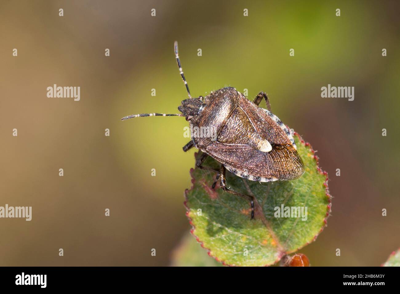 sloe bug, sloebug (Dolycoris baccarum), brownish colouration in autumn ...