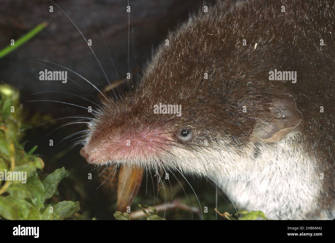 bicoloured white-toothed shrew (Crocidura leucodon), portrait, Germany ...