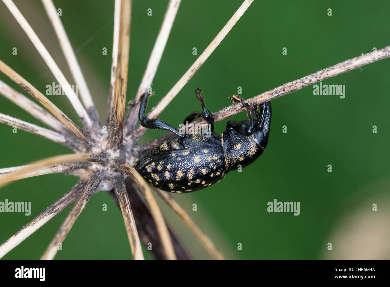 Weevil (Liparus germanus), on withered flower umbel, Germany Stock ...