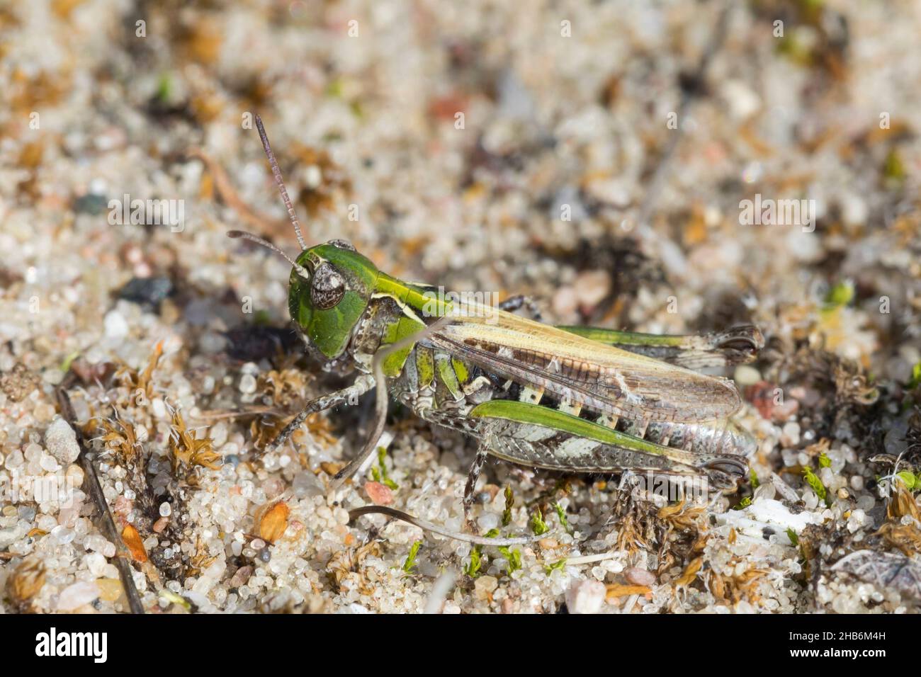 mottled grasshopper (Myrmeleotettix maculatus, Gomphocerus maculatus ...