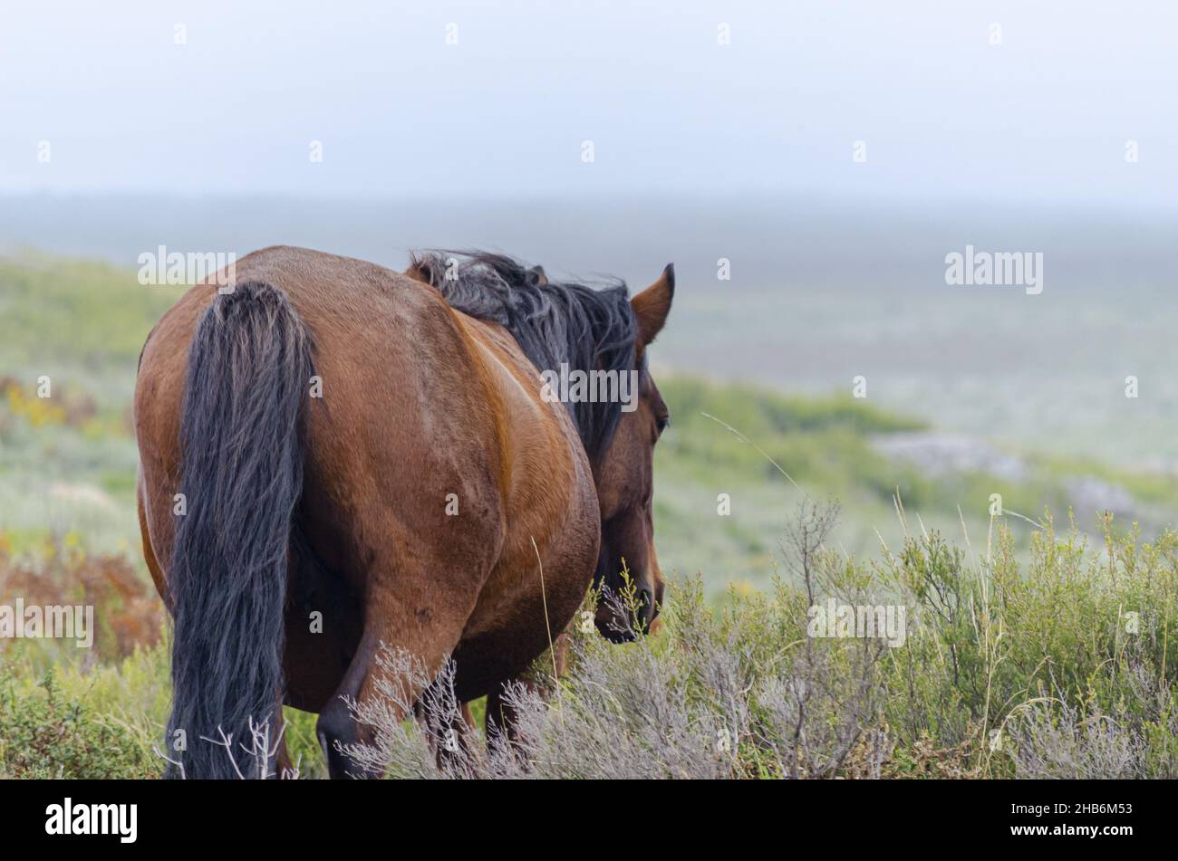 Garrano endangered wild horse in northern Portugal Stock Photo - Alamy