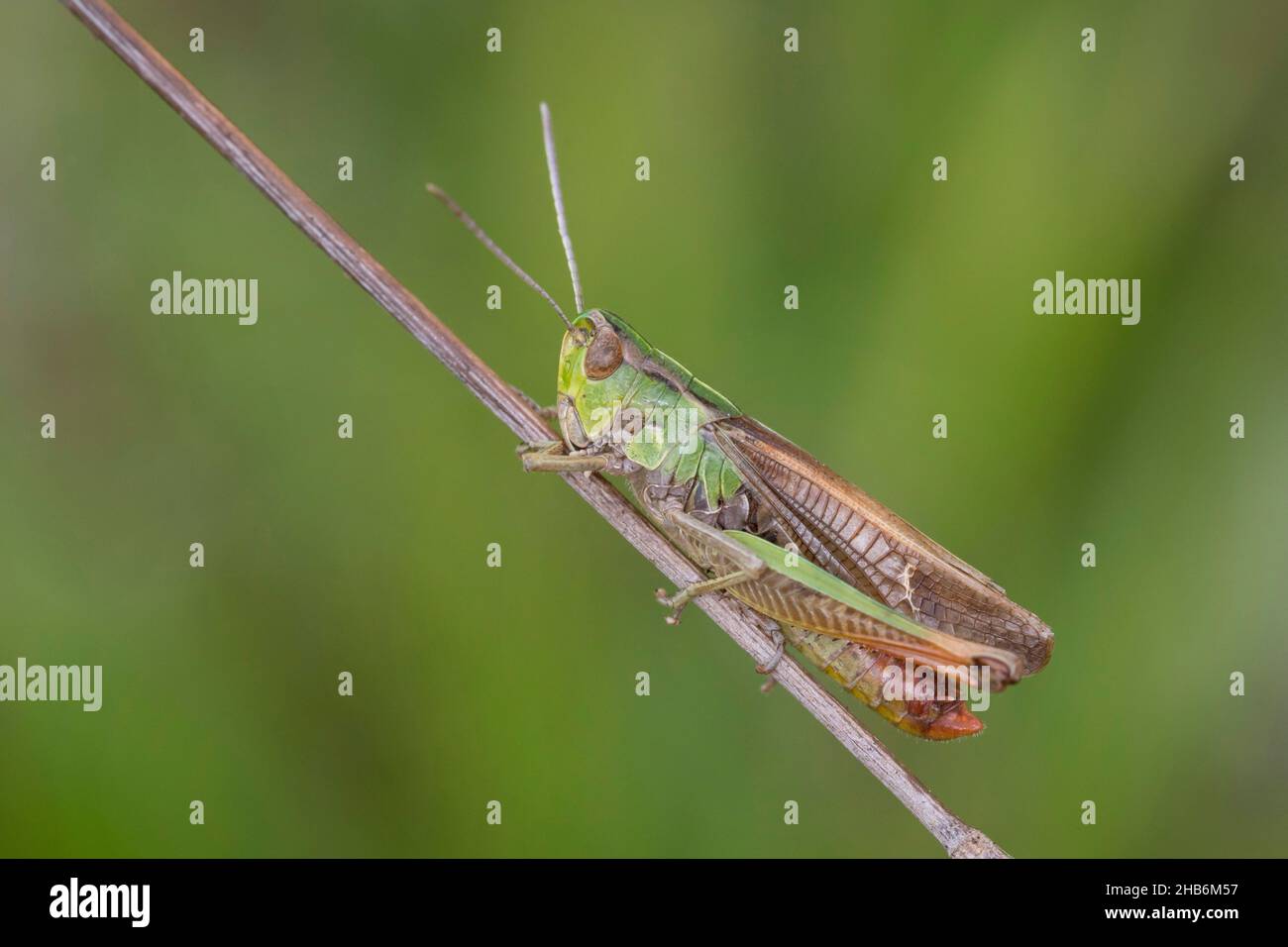 stripe-winged grasshopper, lined grasshopper (Stenobothrus lineatus ...