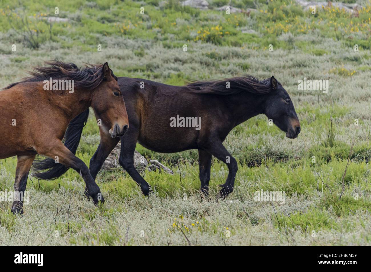 Scenery of Garrano endangered wild horses in northern Portugal Stock ...