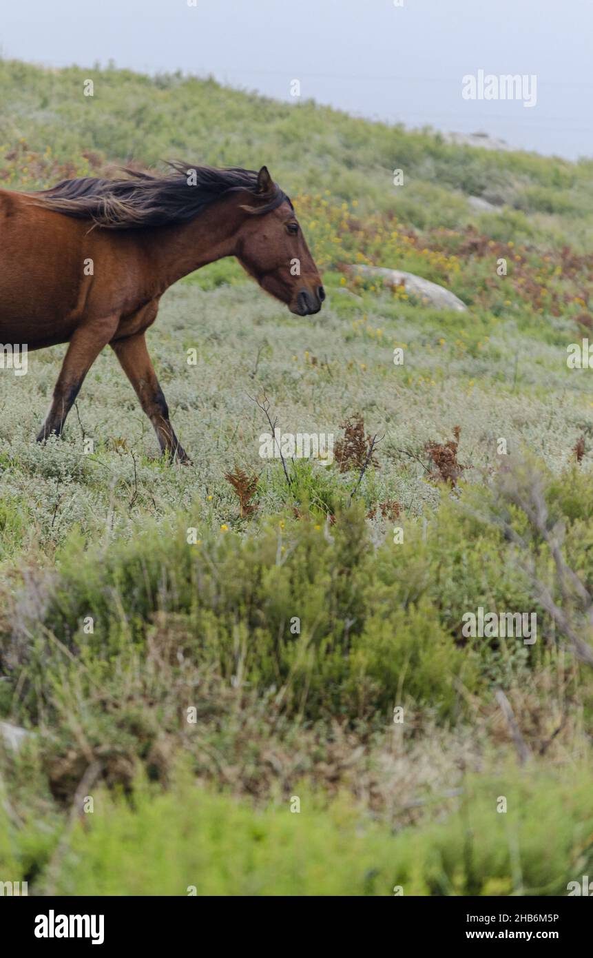 Vertical shot of a Garrano endangered wild horse in northern Portugal ...